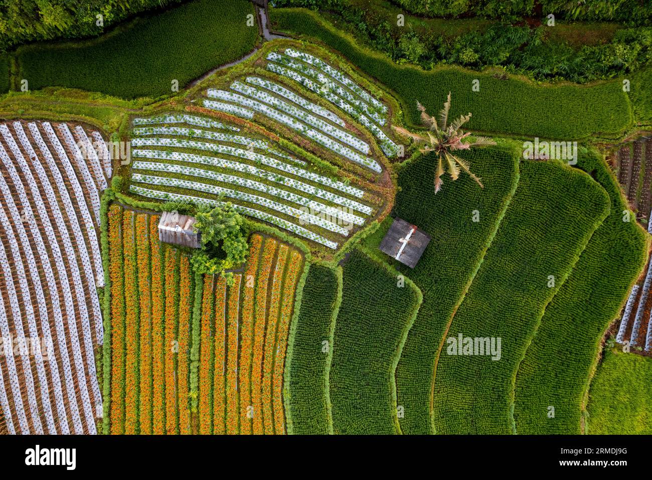 Top Down texture details of Hut in Marigold Flowers in Sidemen Bali ...