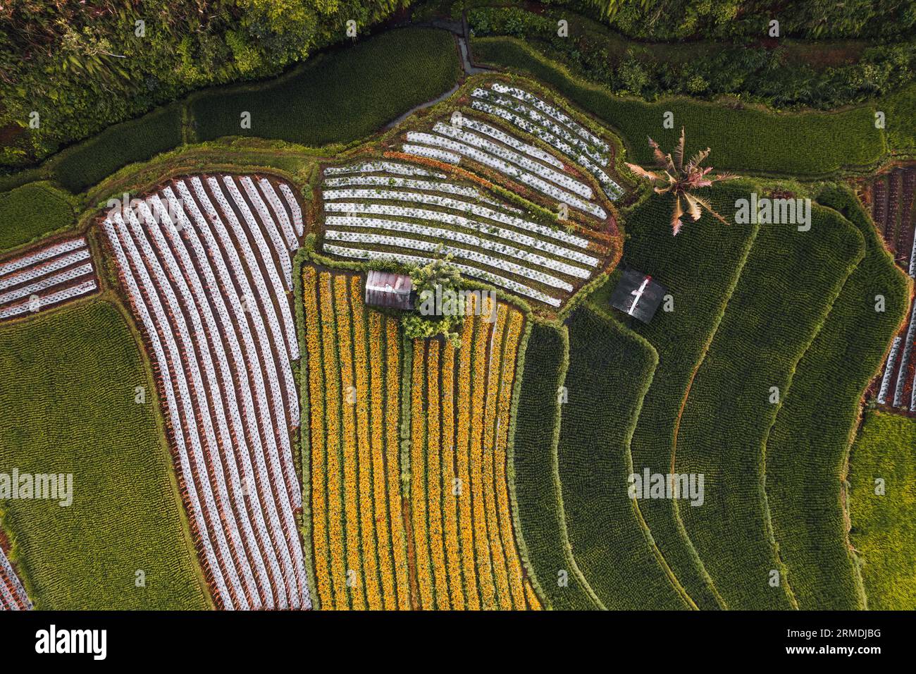 Top Down texture details of Hut in Marigold Flowers in Sidemen Bali ...