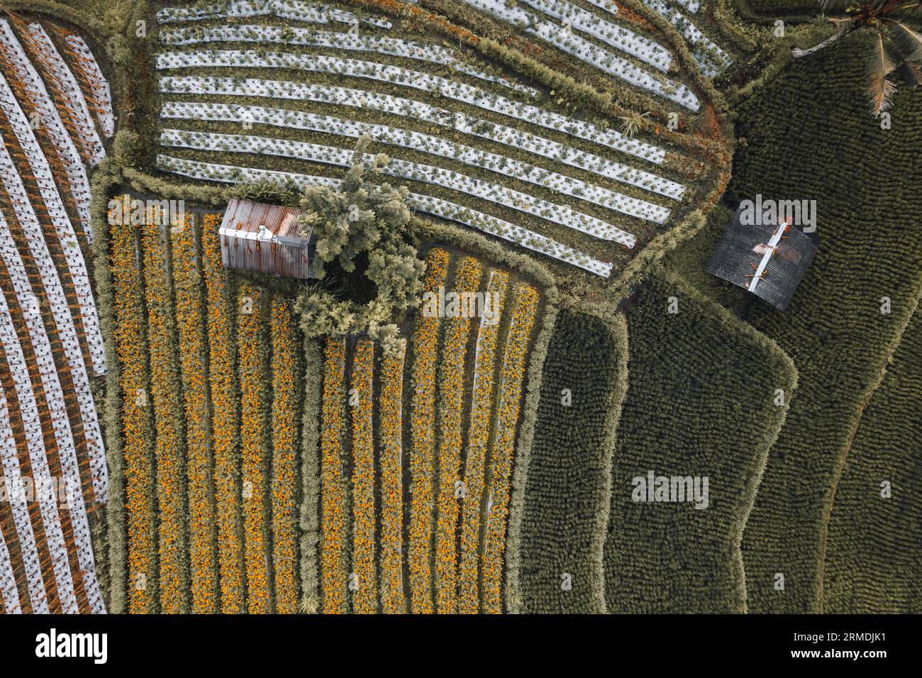 Top Down texture details of Hut in Marigold Flowers in Sidemen Bali ...