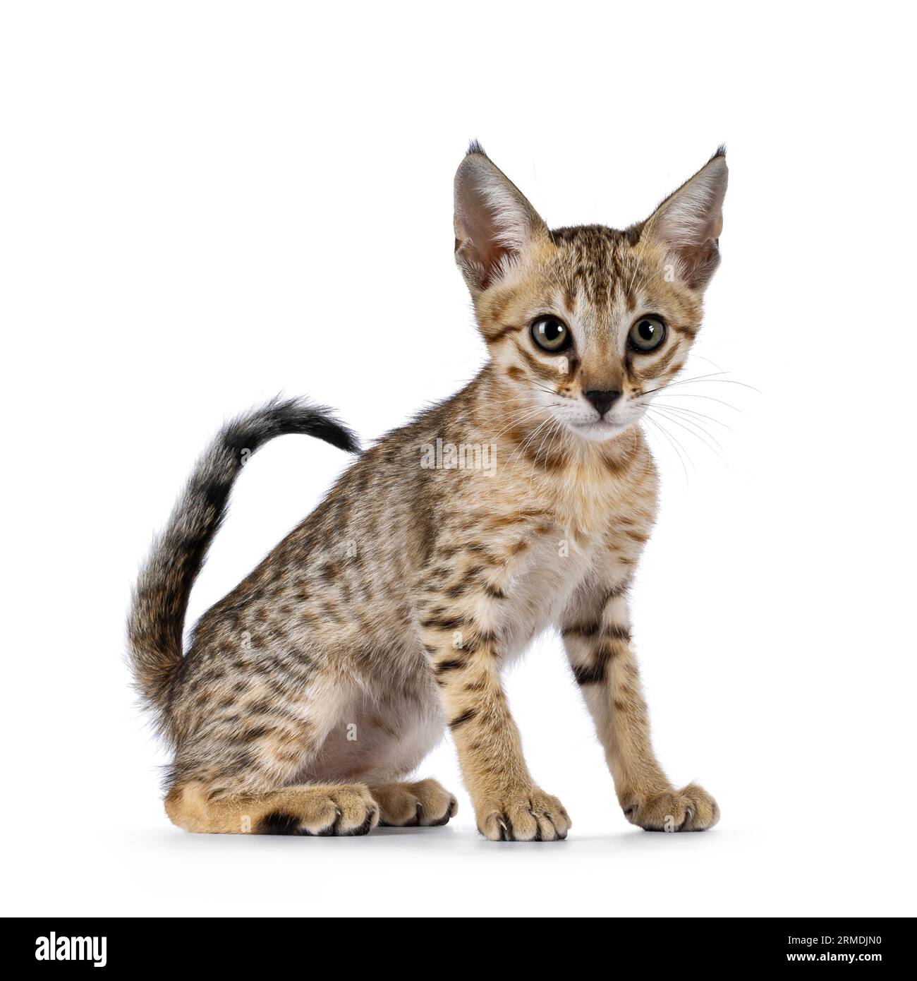 F5 Savannah Kitten