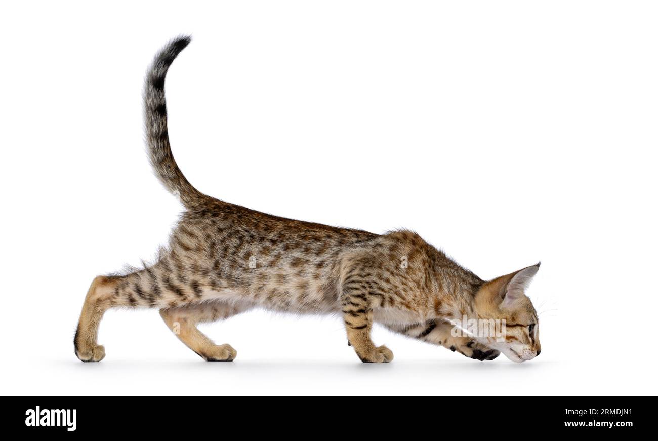 Cute brown spotted F5 Savannah cat kitten, walkingside ways. looking ...