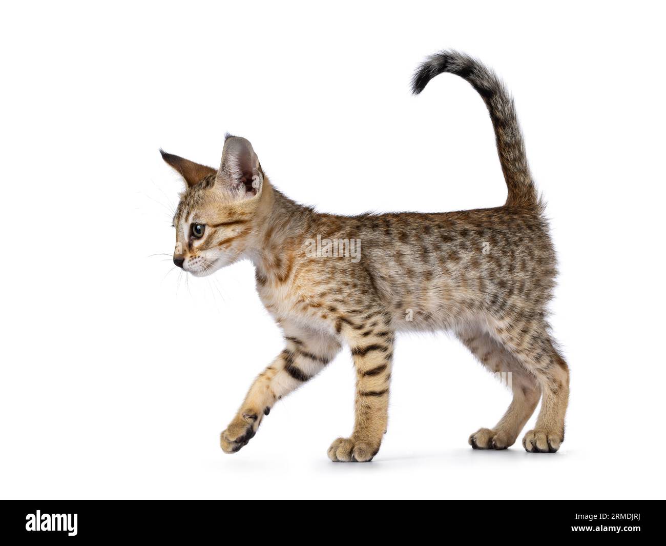 Cute brown spotted F5 Savannah cat kitten, walking side ways. looking ...