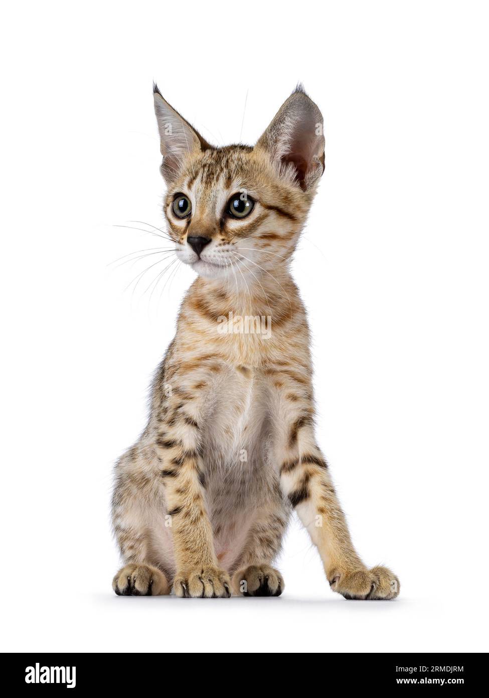 Cute brown spotted F5 Savannah cat kitten, sitting facing front ...