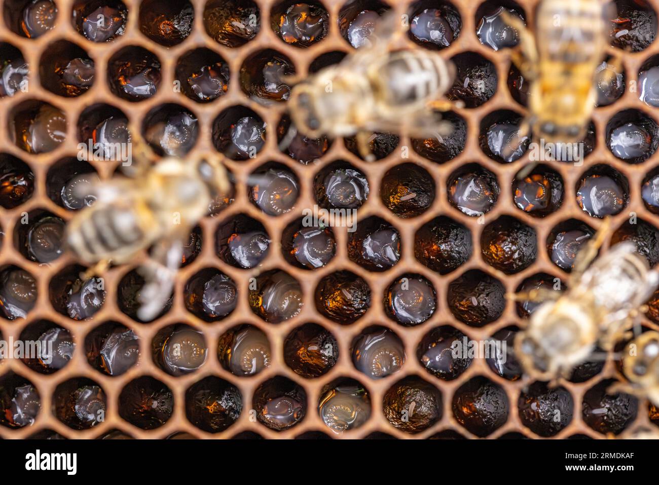Brood comb hi-res stock photography and images - Alamy