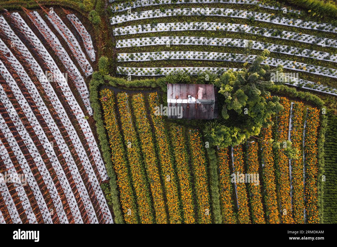 Top Down texture details of Hut in Marigold Flowers in Sidemen Bali ...