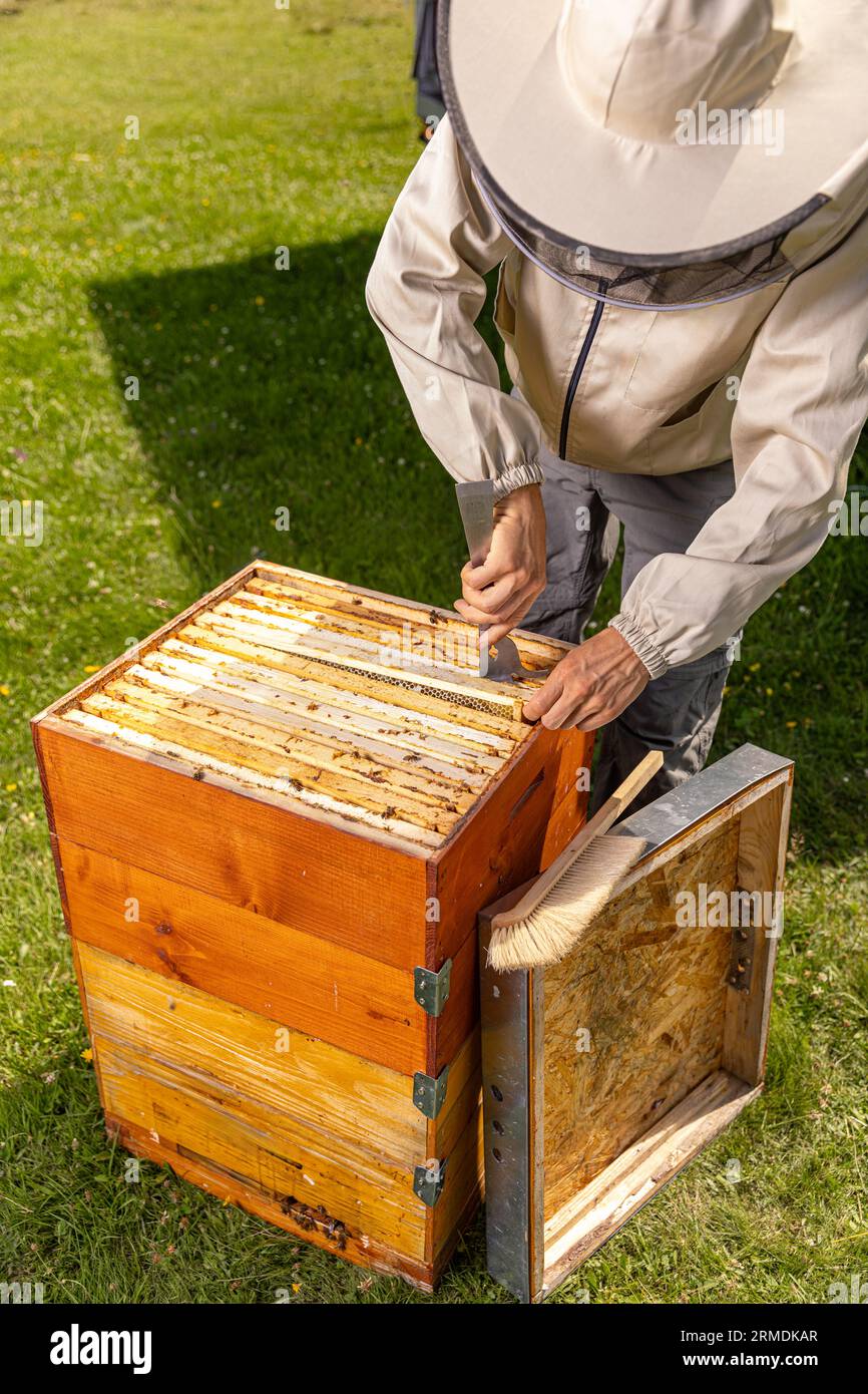 Beekeeper working collect honey in his apiary. Beekeeping concept Stock ...