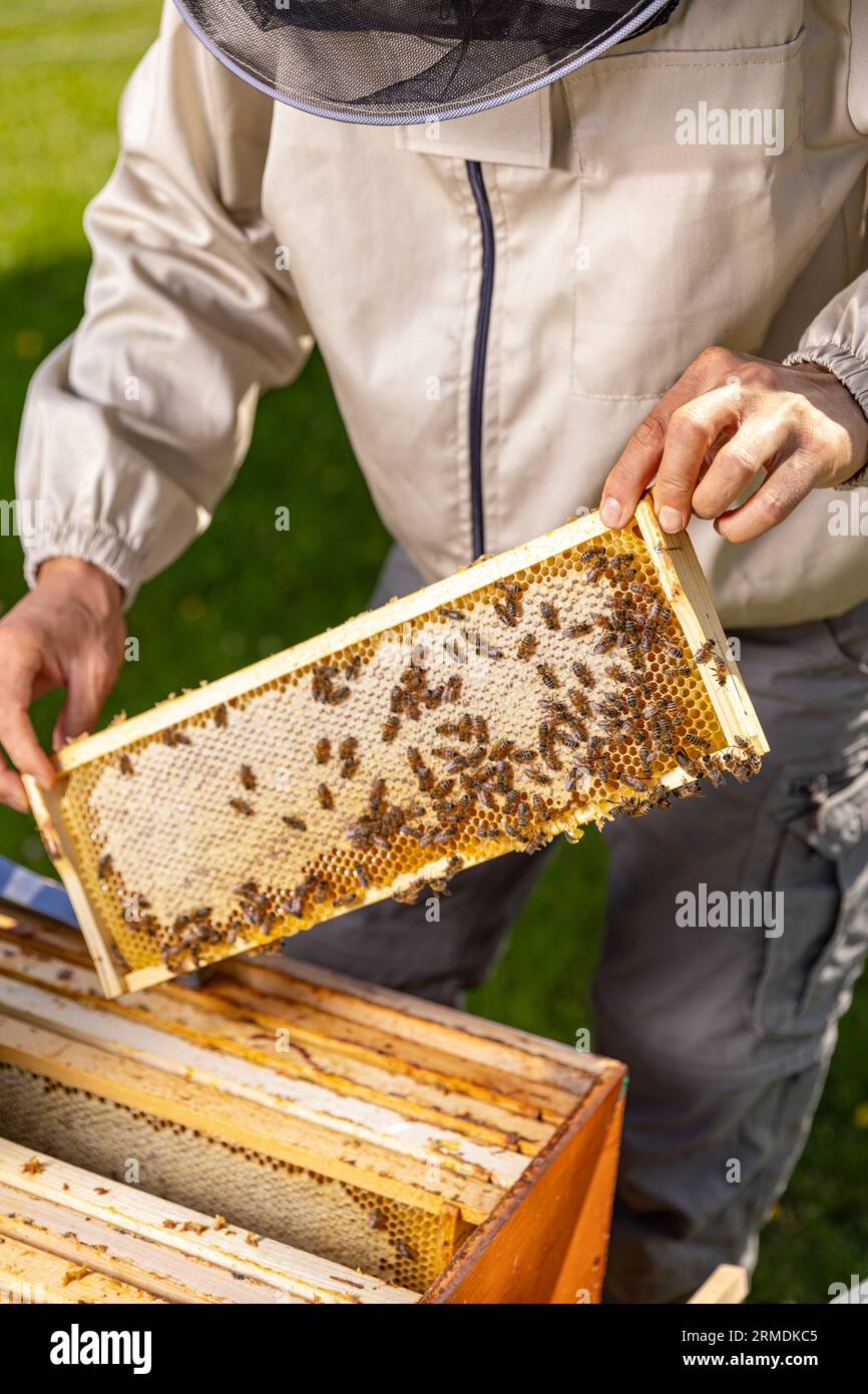 Beekeeper holding honeycomb full bees hi-res stock photography and ...