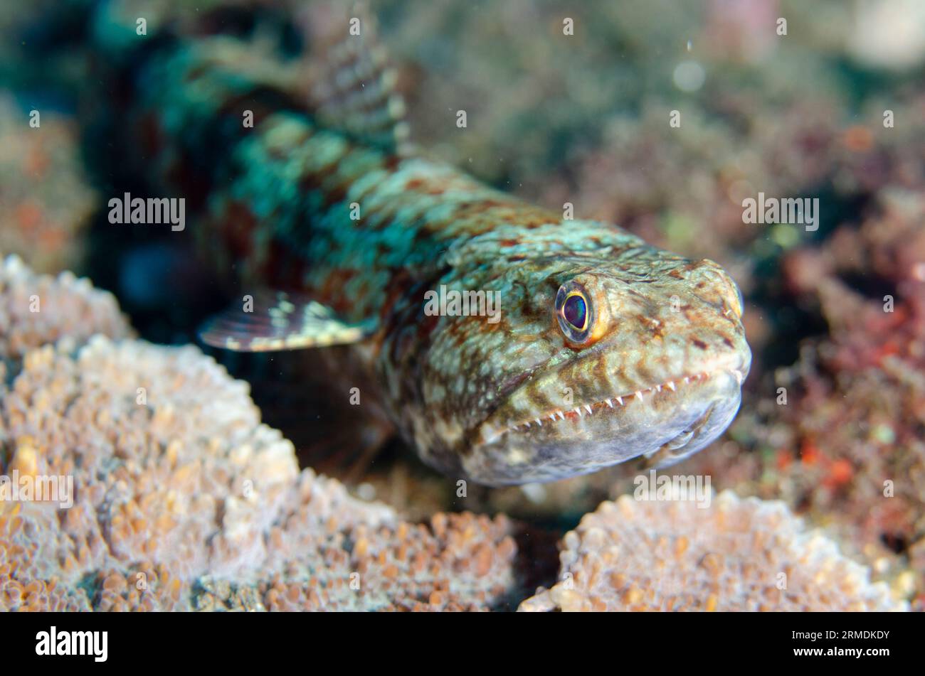 Reef Lizardfish, Synodus variegatus, on black sand, Liberty wreck dive ...