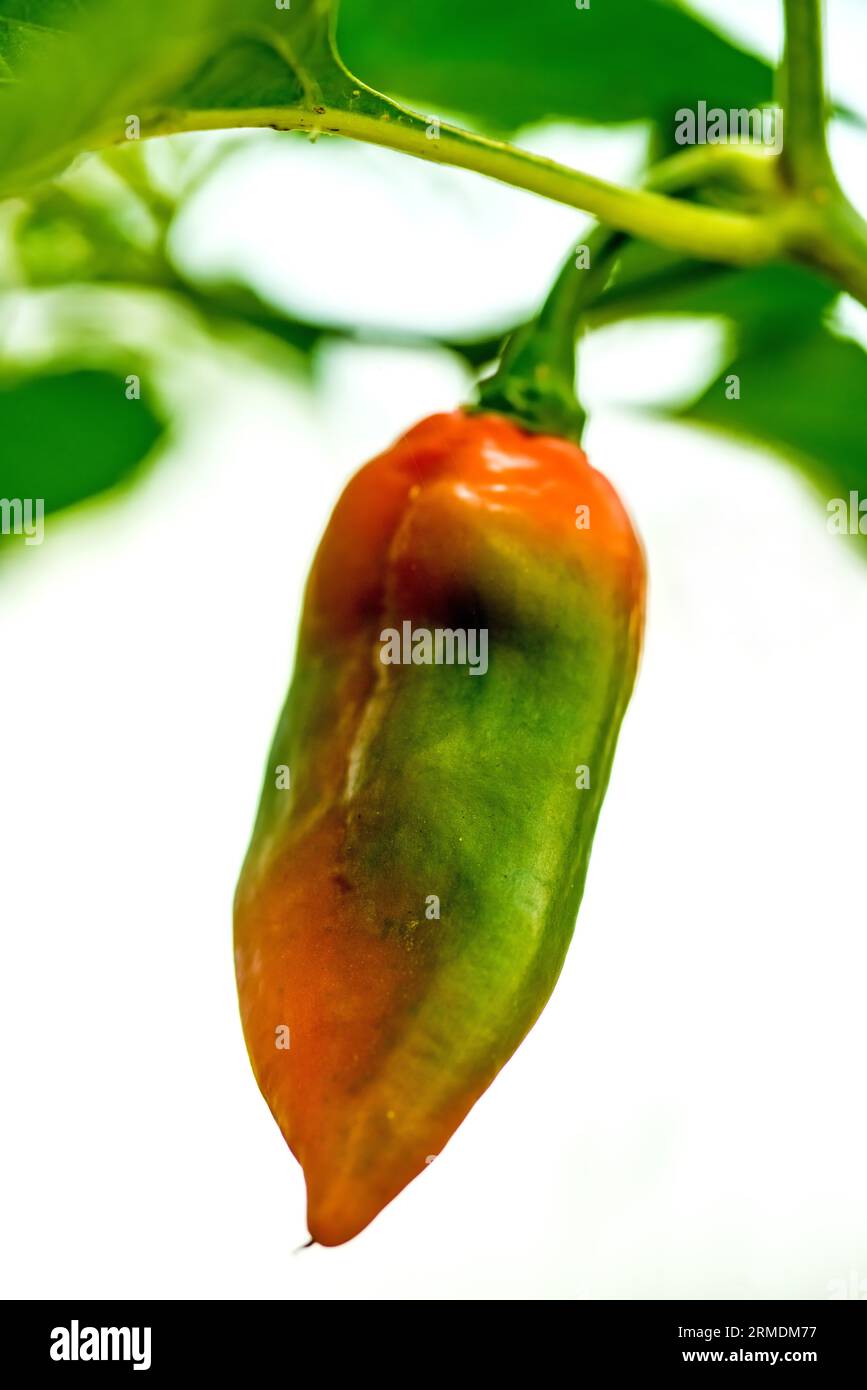 Ghost pepper bhut jolokoa hi-res stock photography and images - Alamy