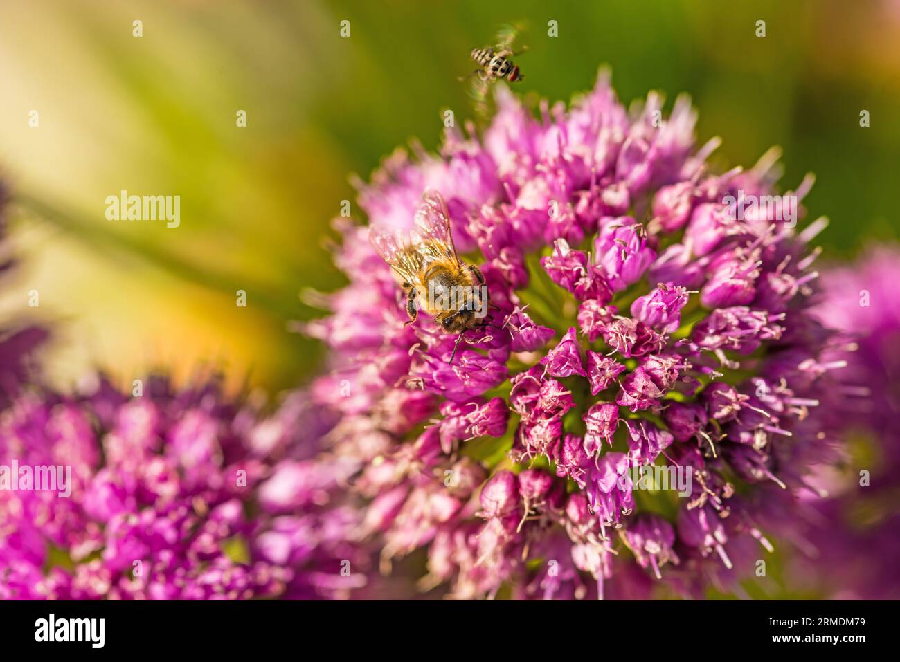 Allium with flowers and bees Stock Photo - Alamy