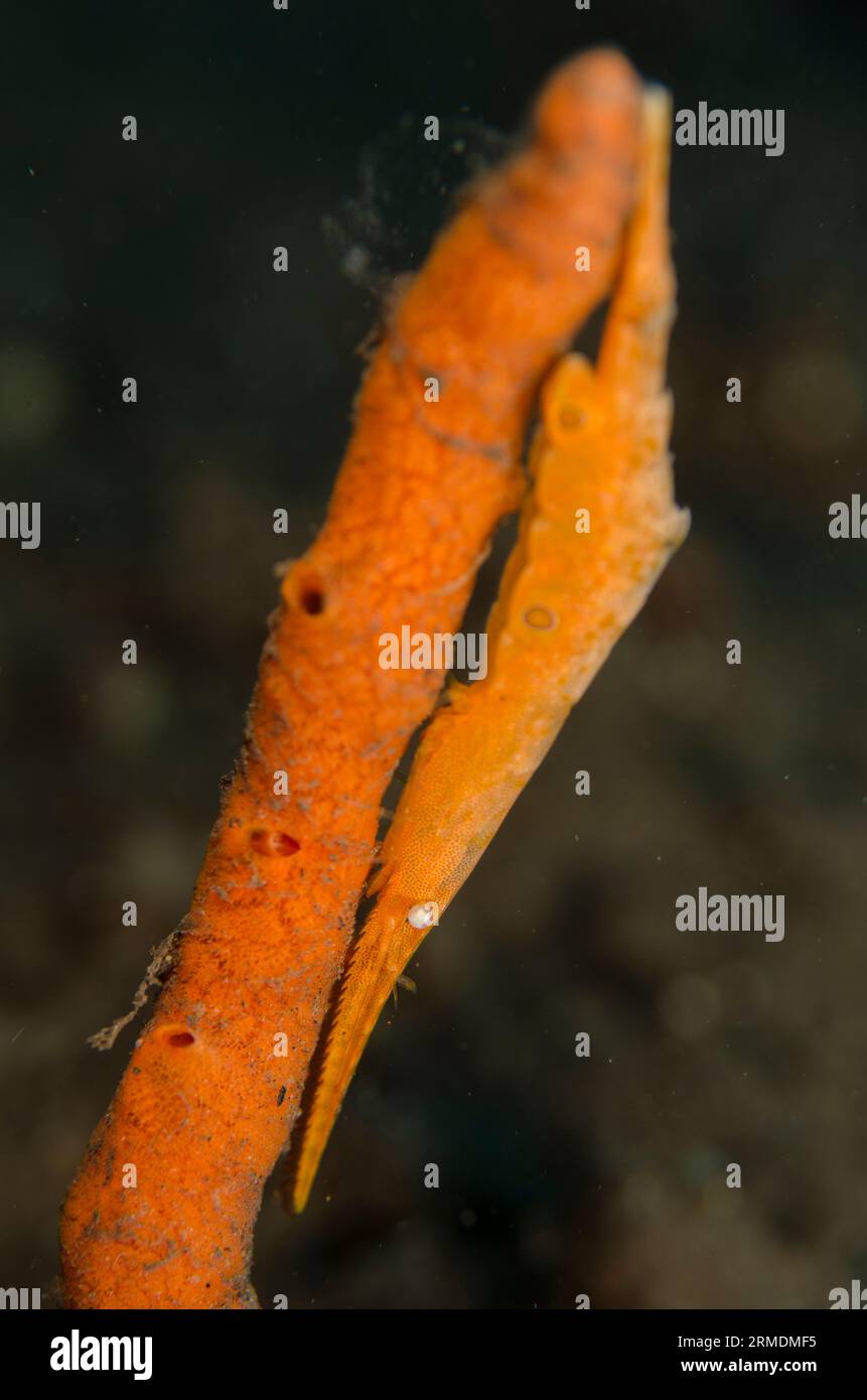 Phylum arthropoda hi-res stock photography and images - Alamy