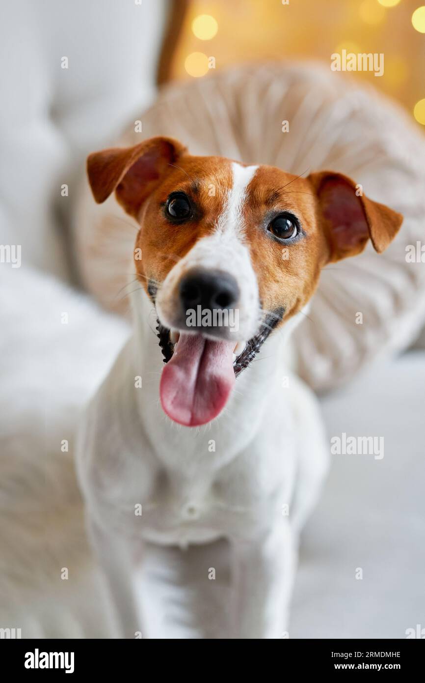 Cute and Funny Jack Russell Terrier is waiting for the holiday at home ...