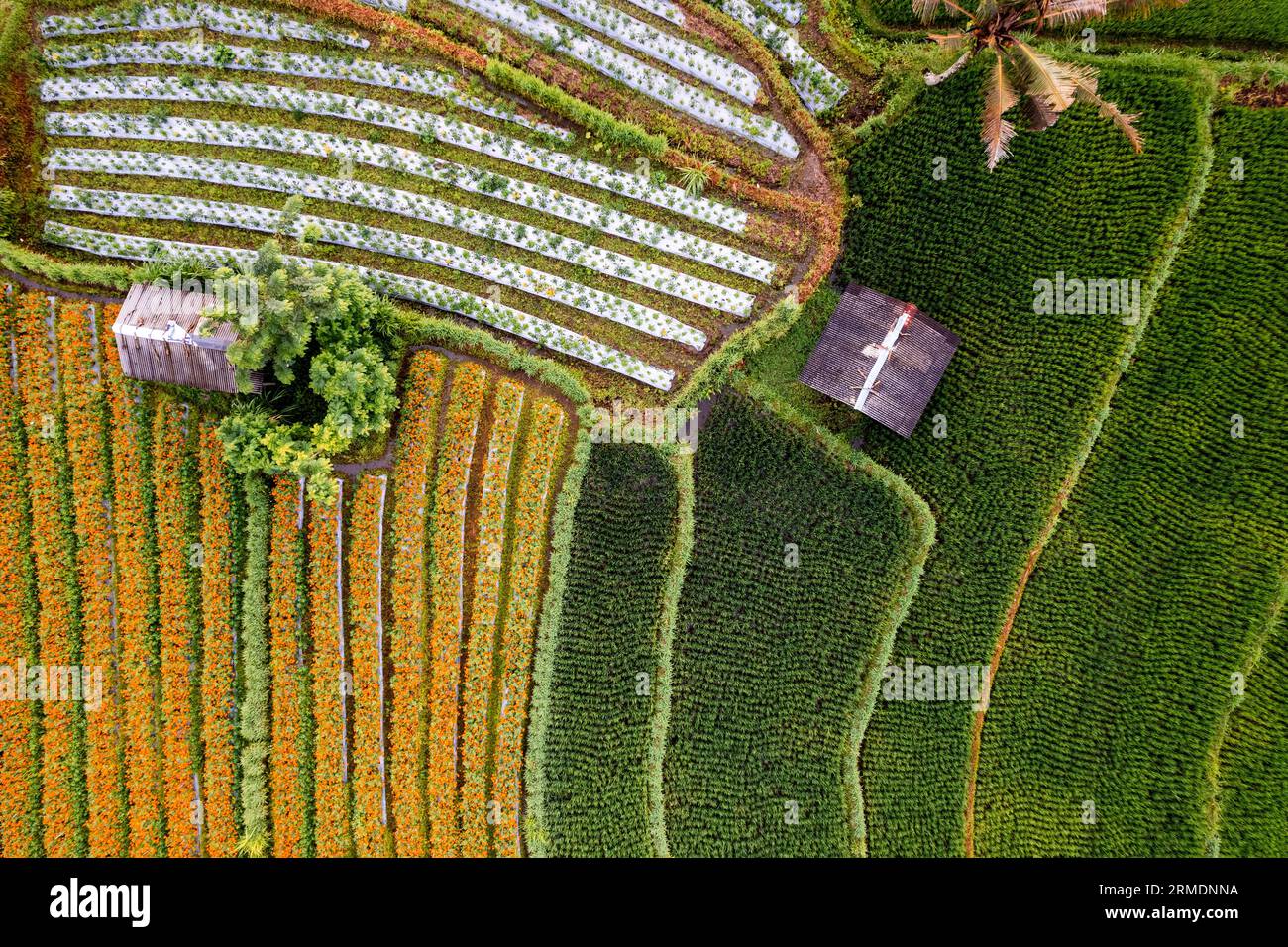 Top Down texture details of Hut in Marigold Flowers in Sidemen Bali ...