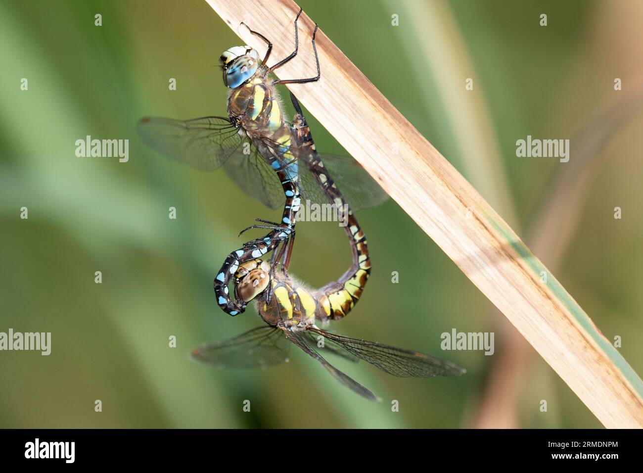 Migrant Hawker dragonflies mating Stock Photo - Alamy