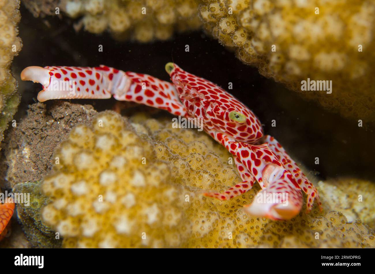 Red-spotted Guard Crab, Trapezia tigrina, with outstrecthed claws ...