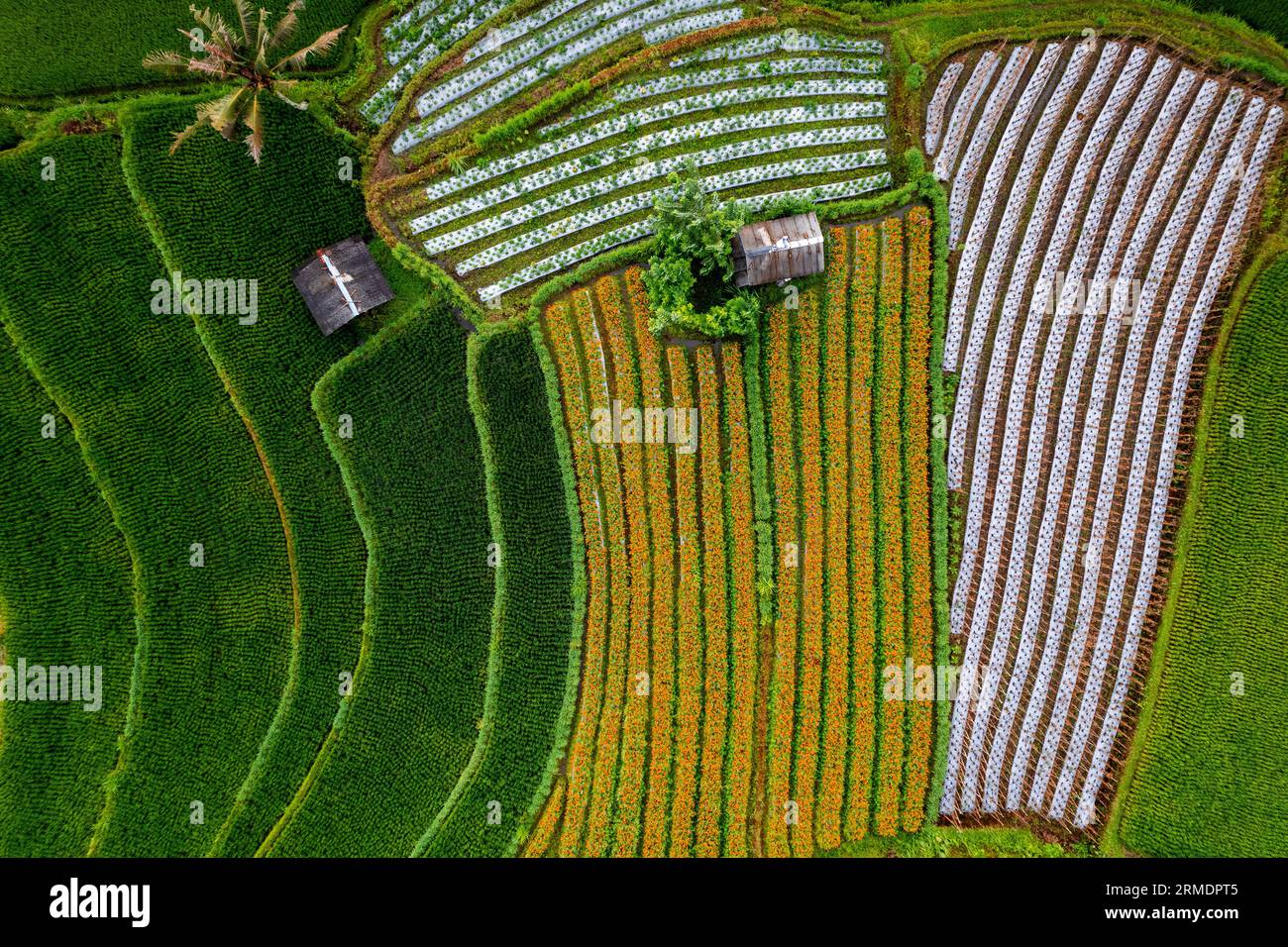 Top Down texture details of Hut in Marigold Flowers in Sidemen Bali ...