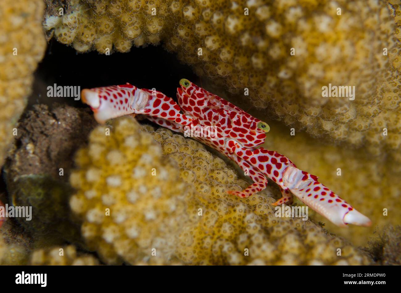 Red-spotted Guard Crab, Trapezia tigrina, inside coral, night dive ...