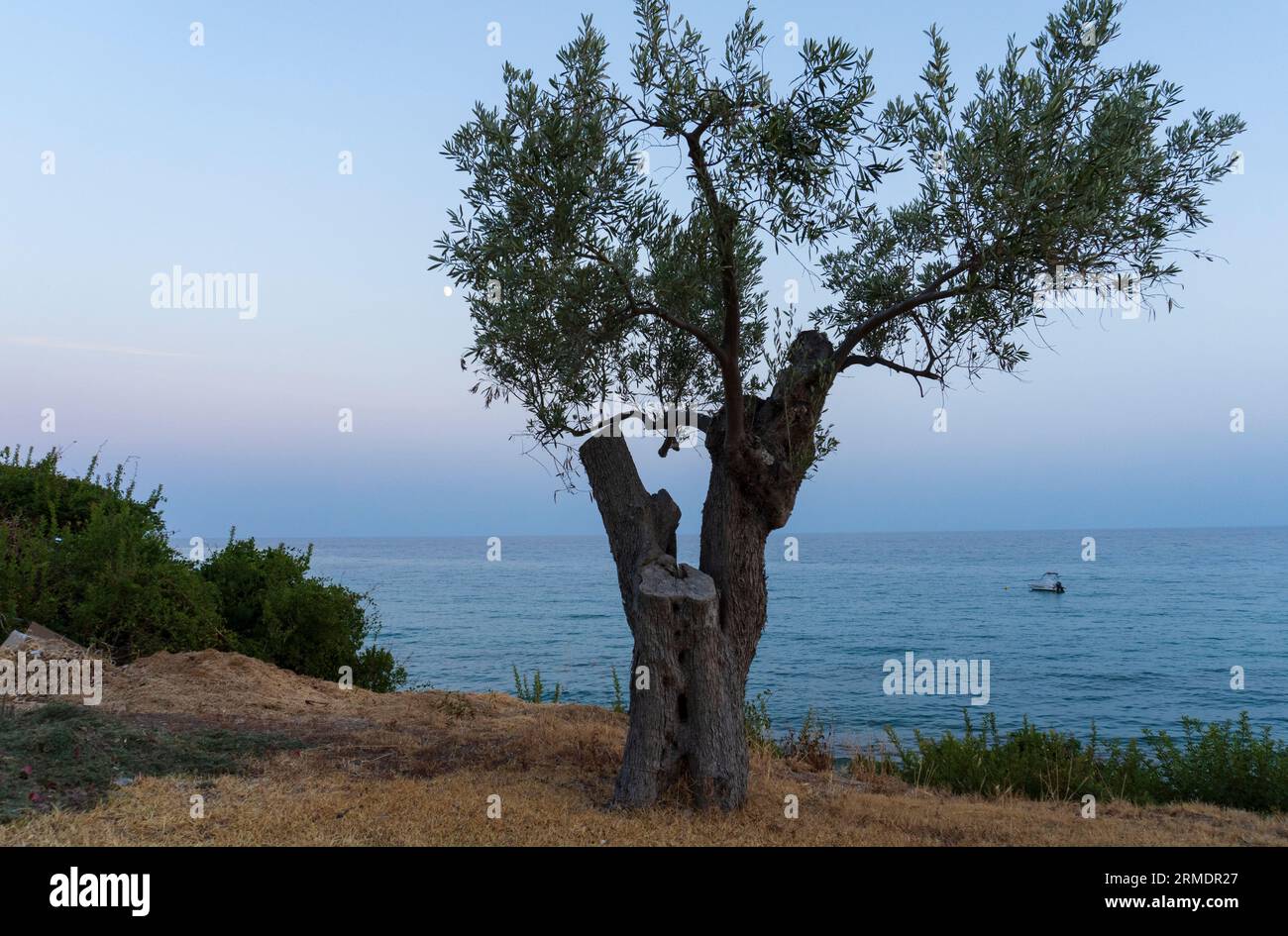 Olive tree mediterranean sea hi-res stock photography and images - Alamy