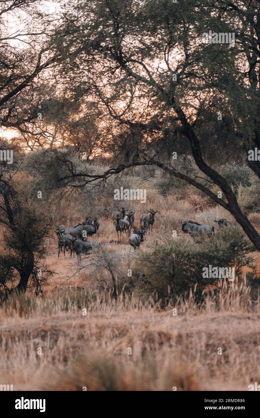 Wildlife group of wildebeest in Namibia during sunrise, golden hour ...