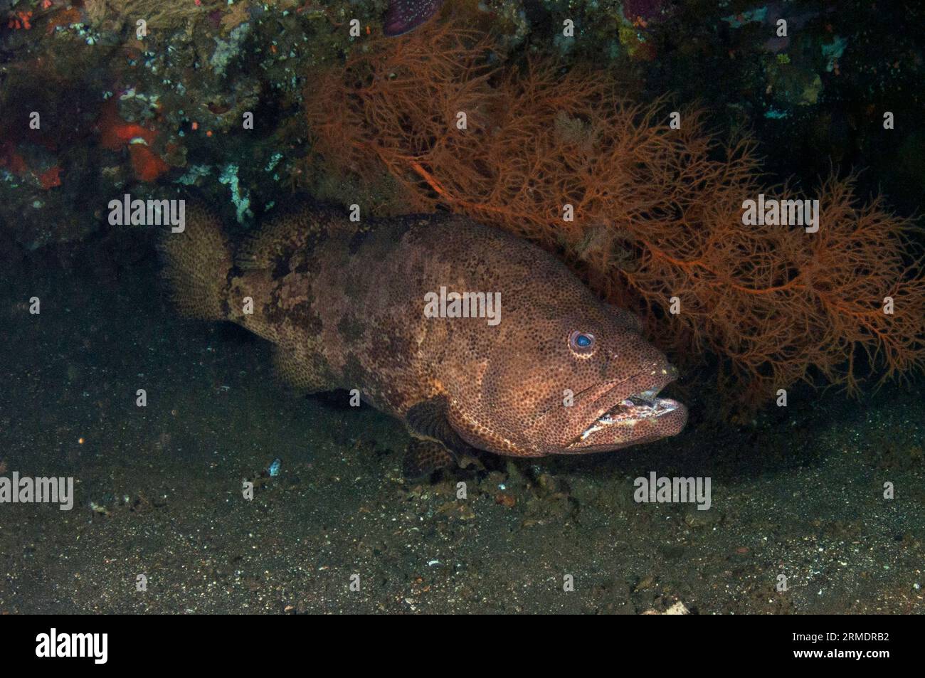 Black coral antipatharia hi-res stock photography and images - Alamy