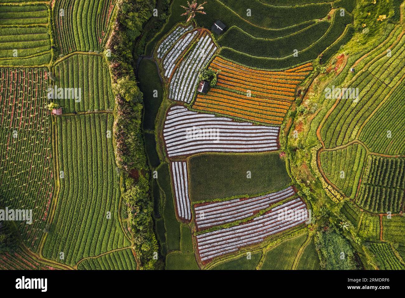 Top Down texture details of Hut in Marigold Flowers in Sidemen Bali ...