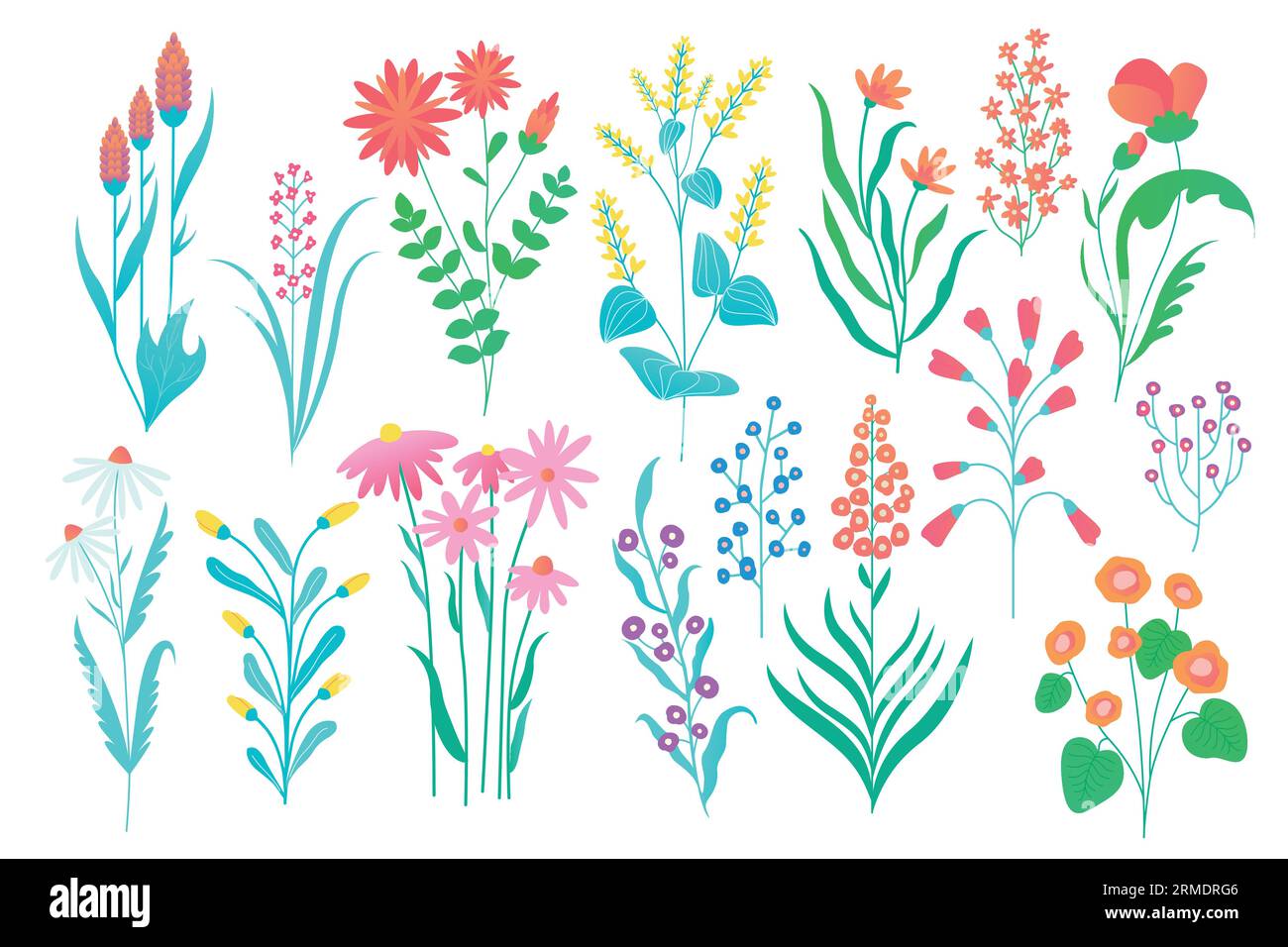 Field flowers collection. Summer and autumn flora, cartoon floral ...