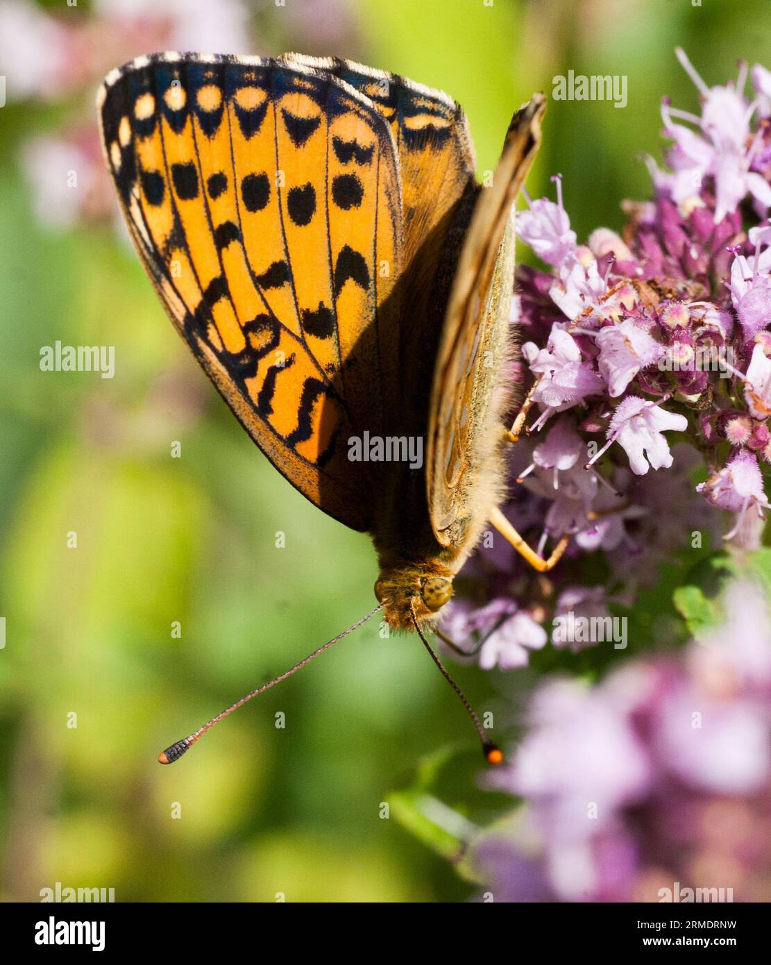 Green fritillary hi-res stock photography and images - Alamy