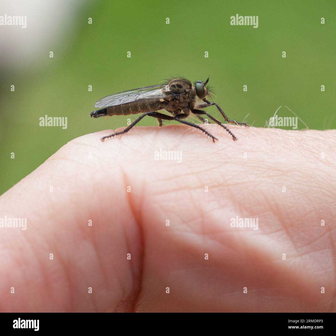 ASILIDAE are the robber fly Stock Photo - Alamy