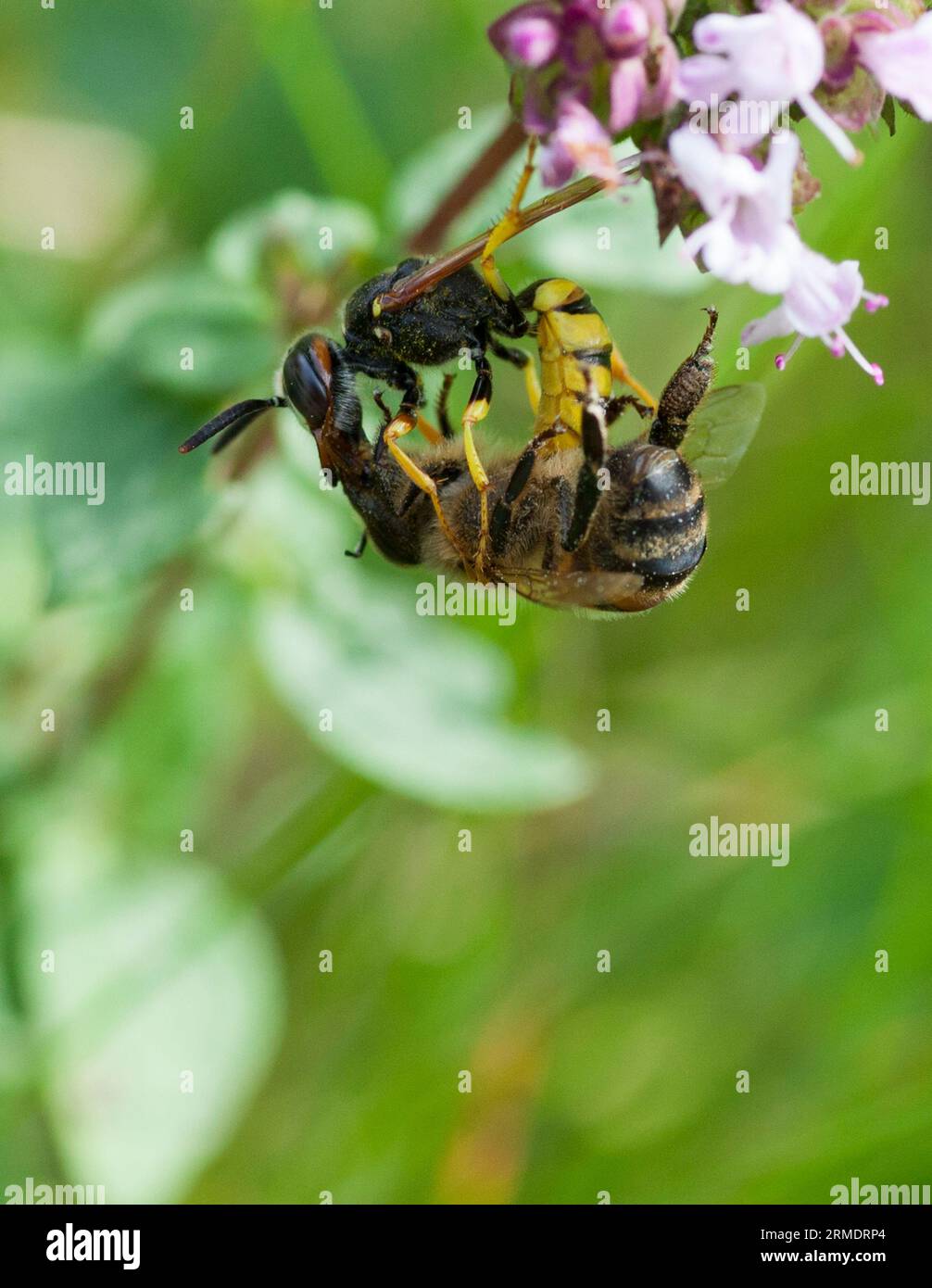 EUROPEAN BEEWOLF has attacked a honey bee which is stunned and taken to ...