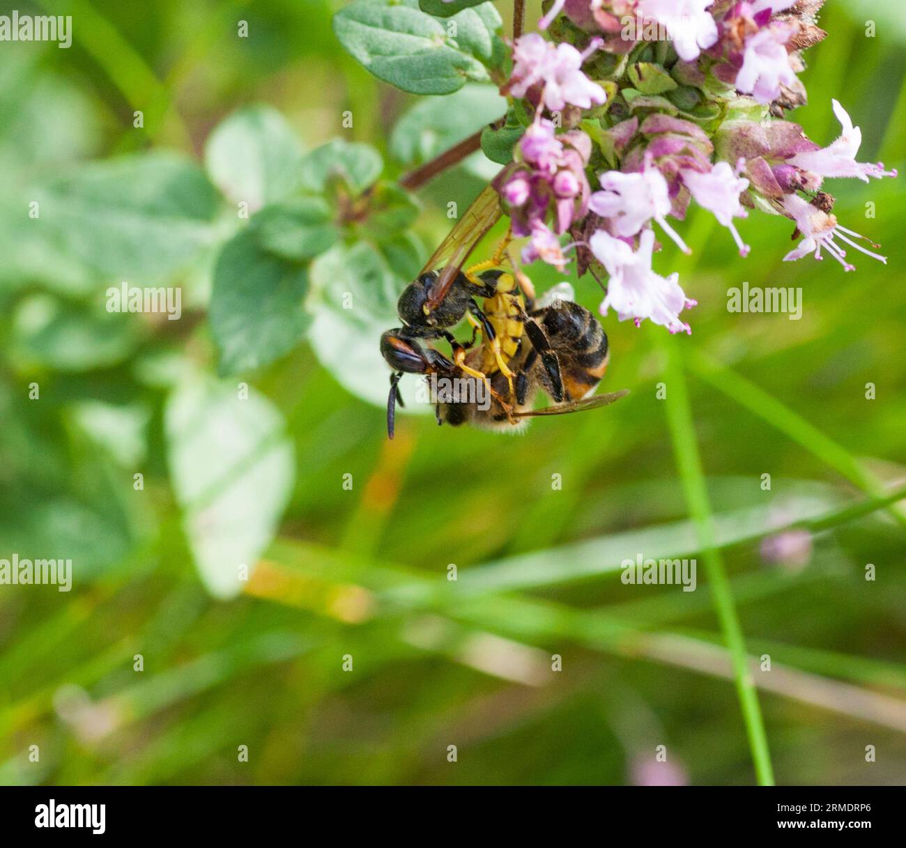EUROPEAN BEEWOLF has attacked a honey bee which is stunned and taken to ...