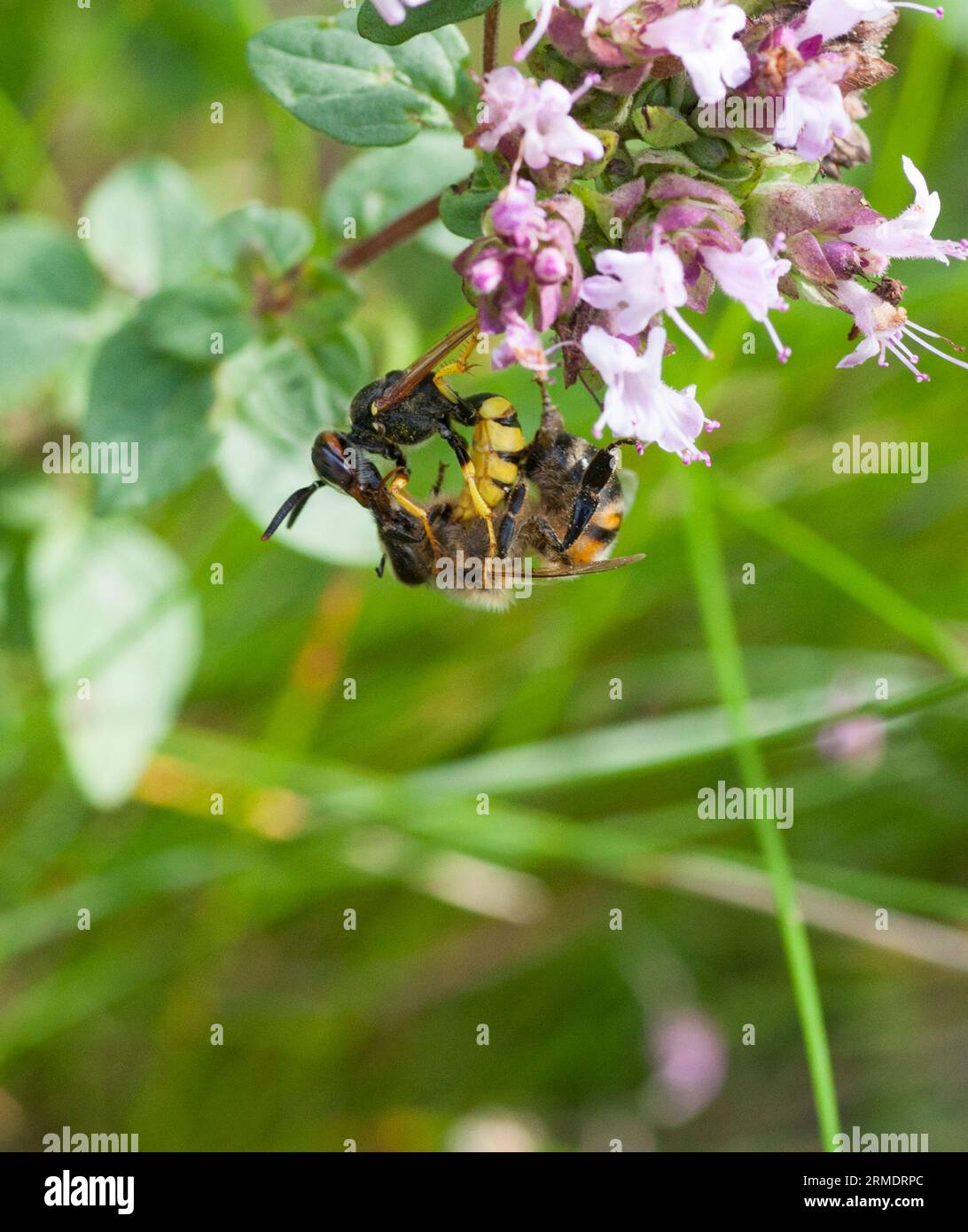 EUROPEAN BEEWOLF has attacked a honey bee which is stunned and taken to ...