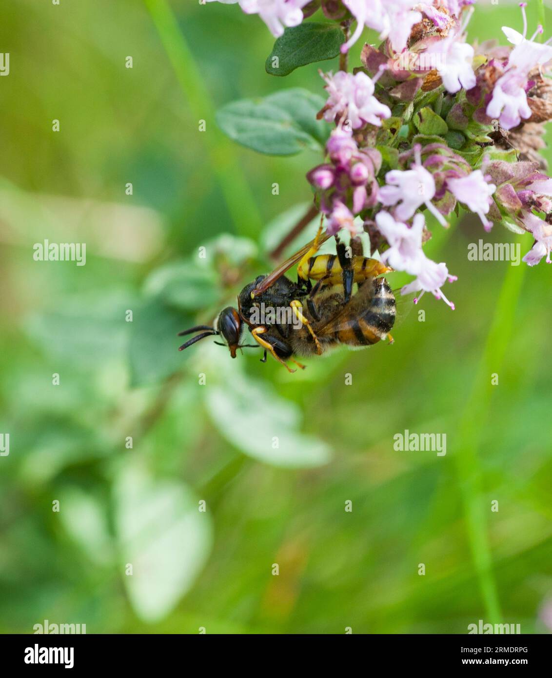 EUROPEAN BEEWOLF has attacked a honey bee which is stunned and taken to ...