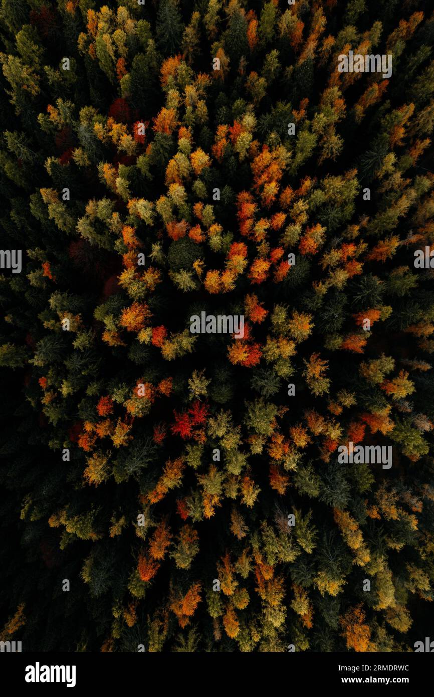 Aerial autumn view of hiking trail and trees, The Dolomites South Tyrol ...