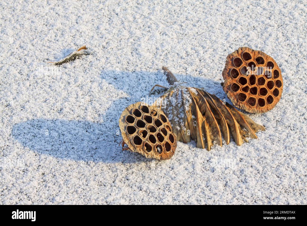 withered lotus stalk in the snow, in winter Stock Photo - Alamy