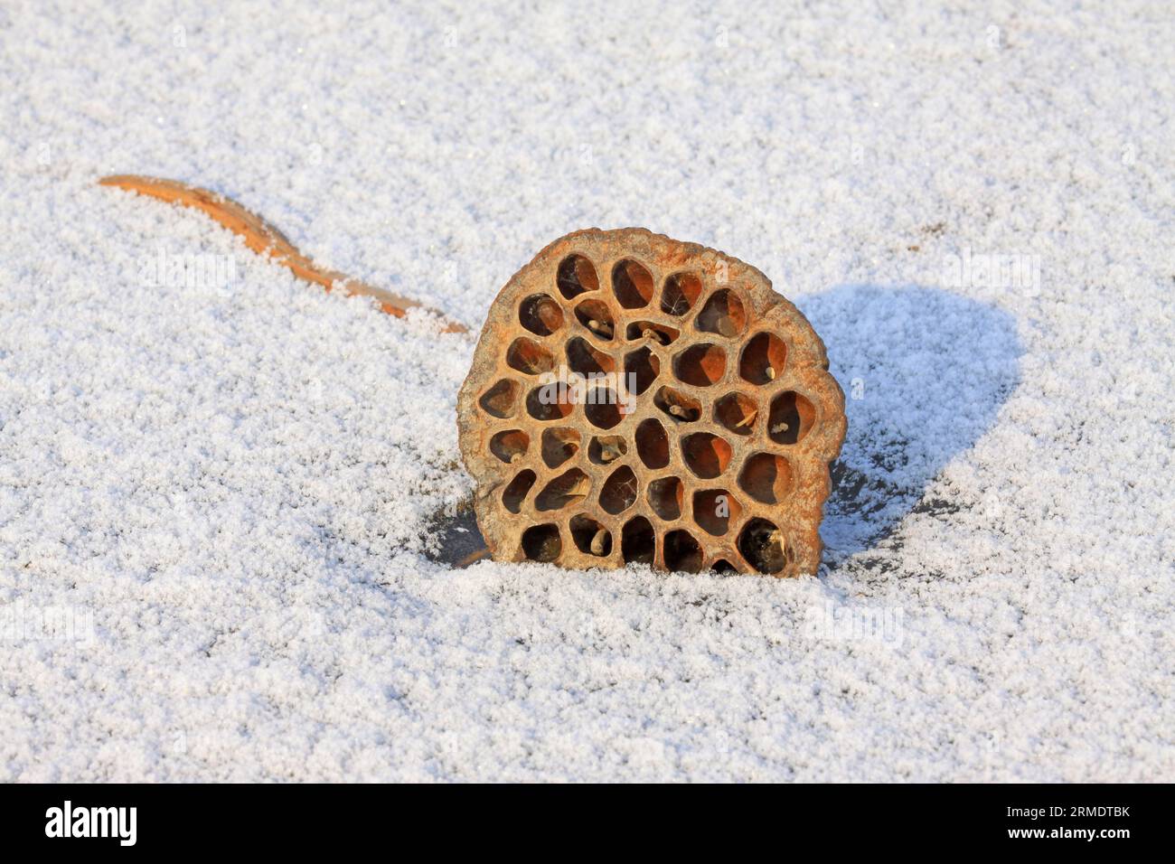 withered lotus stalk in the snow, in winter Stock Photo - Alamy