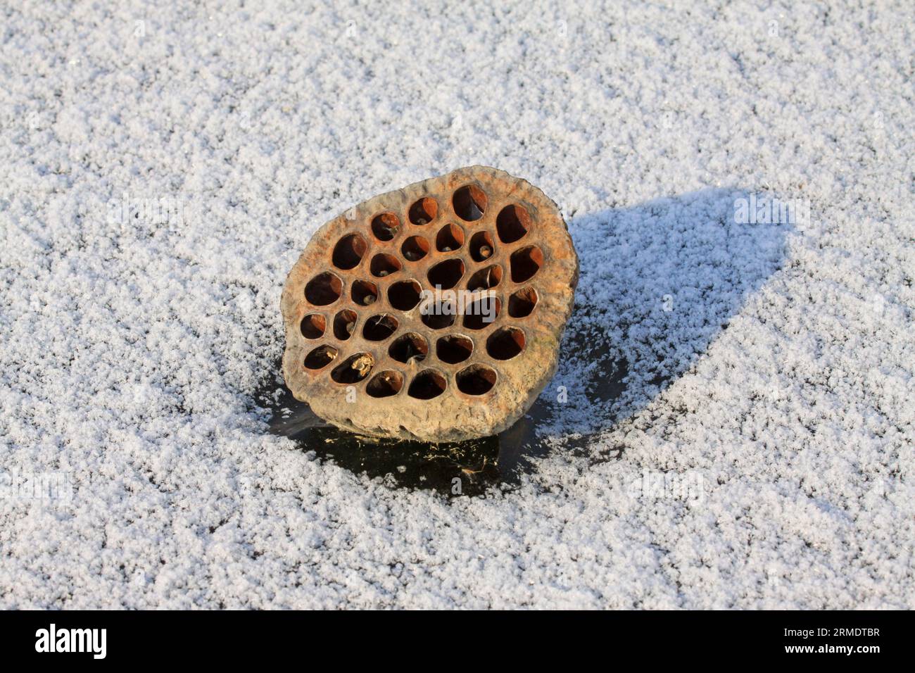 withered lotus stalk in the snow, in winter Stock Photo - Alamy
