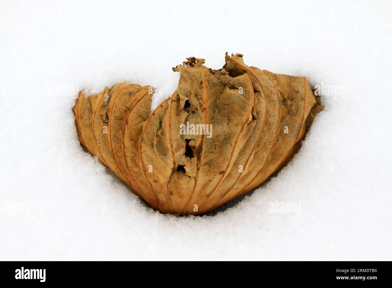 Lotus with stem Cut Out Stock Images & Pictures - Alamy