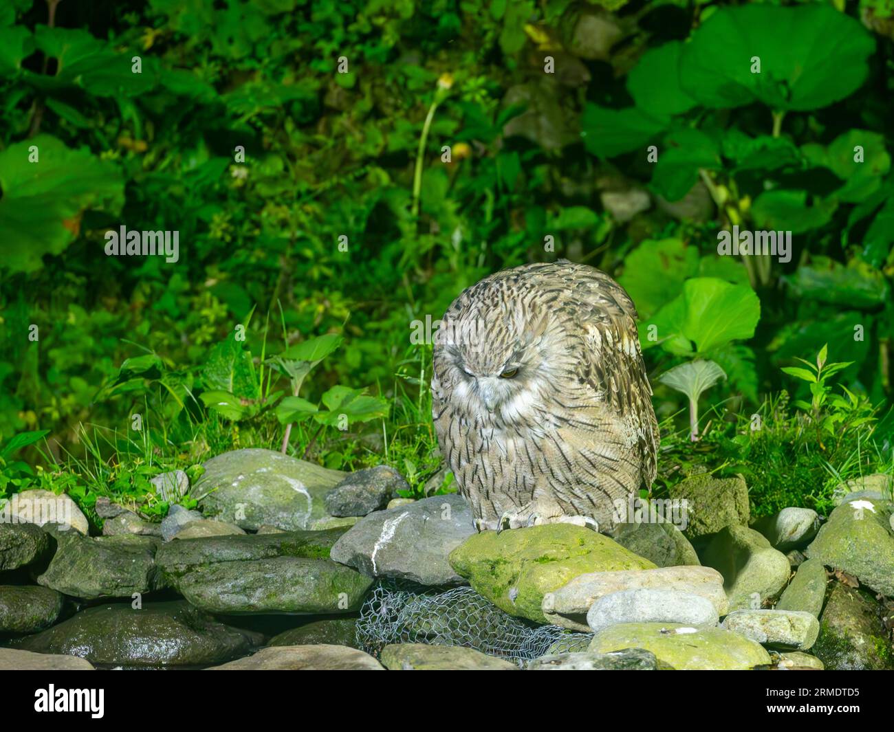 Blakiston's fish owl, Ketupa blakistoni, the largest owl feeding in a ...