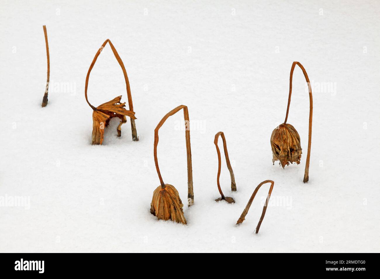 withered lotus stalk in the snow, in winter Stock Photo - Alamy