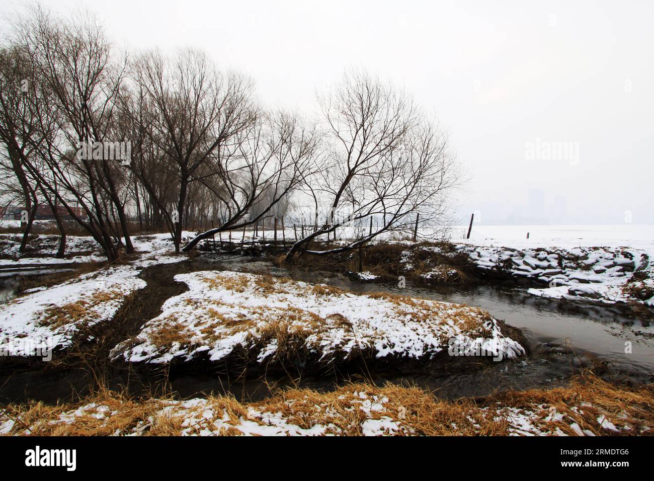 withered tree landscape in the snow, in a water park, North China Stock ...