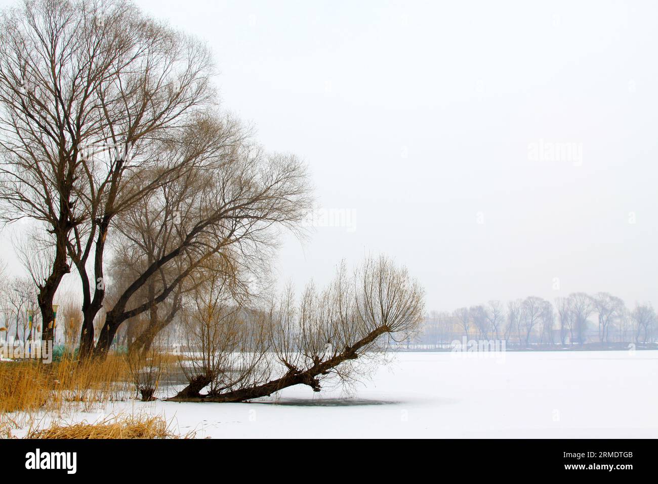 withered tree landscape in the snow, in a water park, North China Stock ...