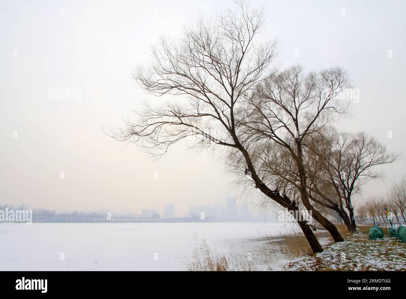 withered tree landscape in the snow, in a water park, North China Stock ...