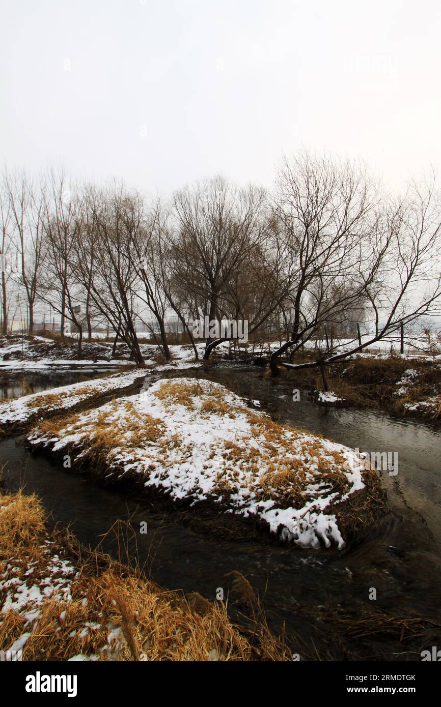 withered tree landscape in the snow, in a water park, North China Stock ...