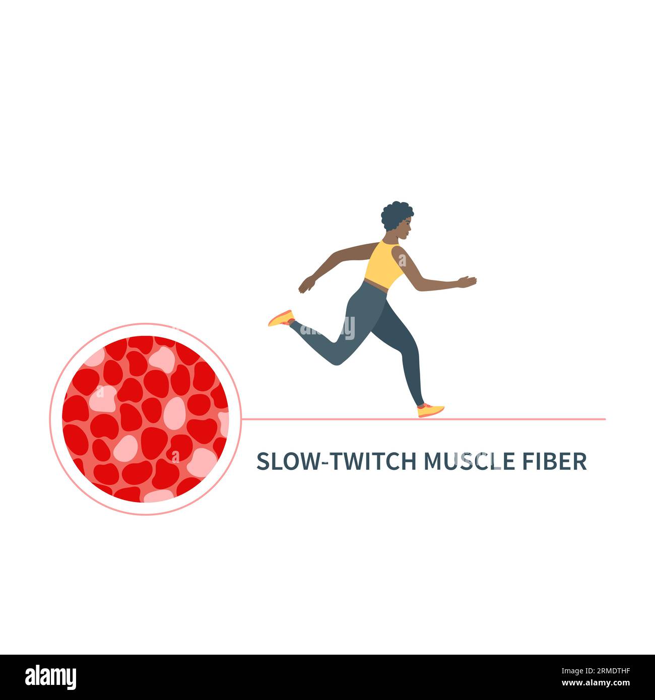Slow twitch red muscle fiber type illustration Stock Vector Image & Art ...