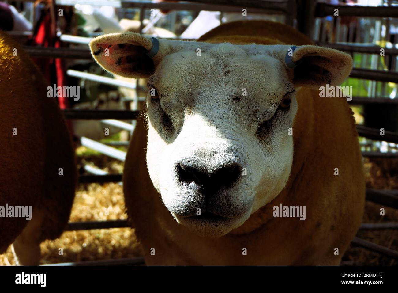UK farming and agriculture Stock Photo - Alamy