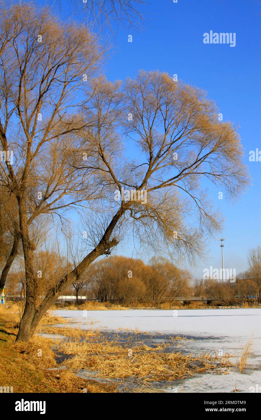 withered tree landscape in the snow, in a water park, North China Stock ...