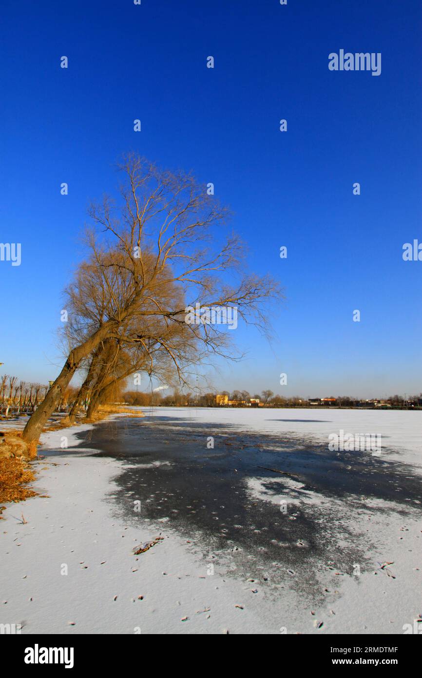 withered tree landscape in the snow, in a water park, North China Stock ...