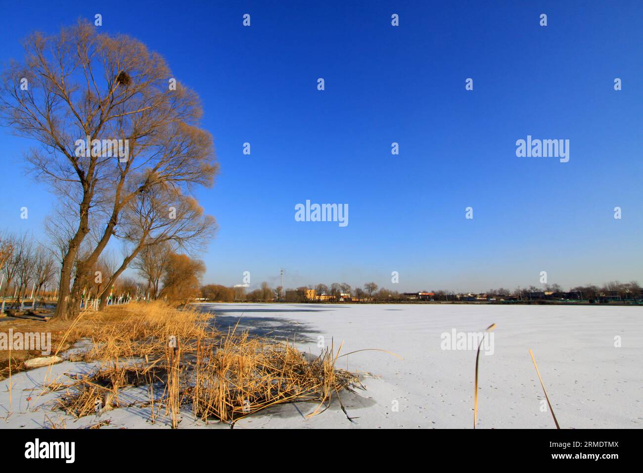 withered tree landscape in the snow, in a water park, North China Stock ...