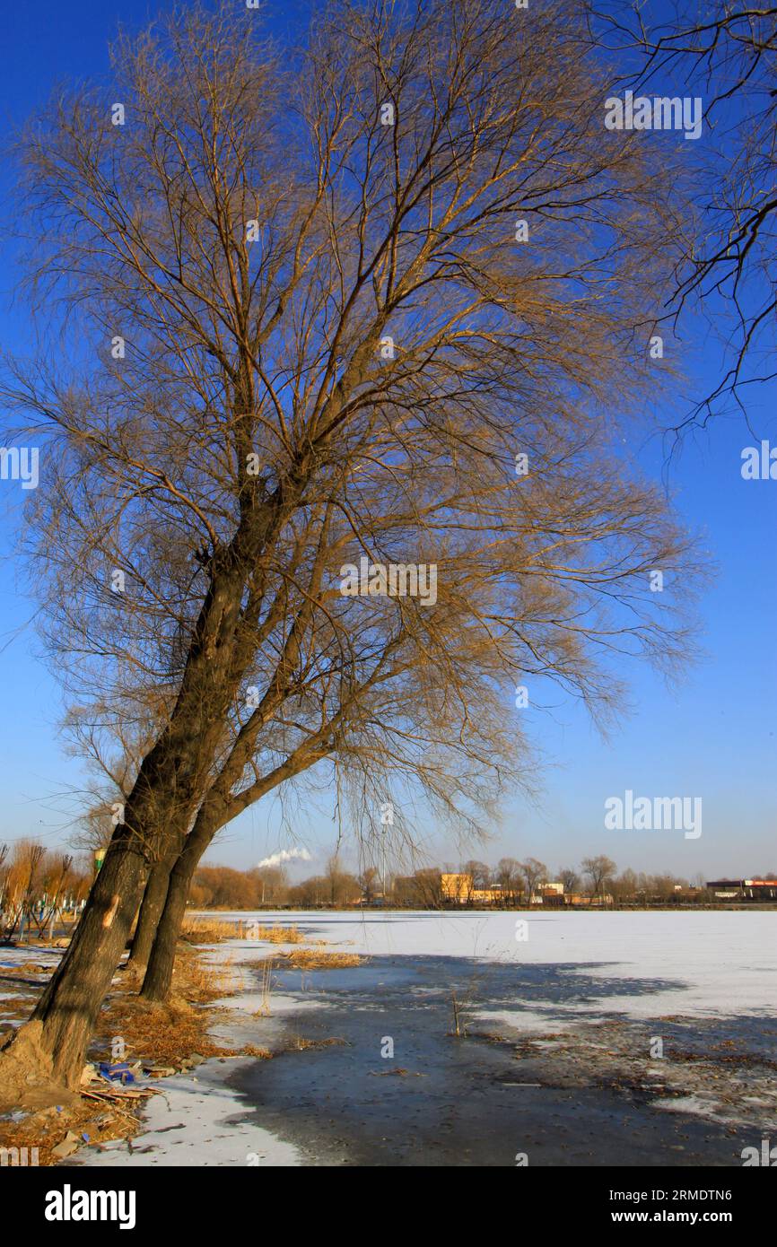 withered tree landscape in the snow, in a water park, North China Stock ...
