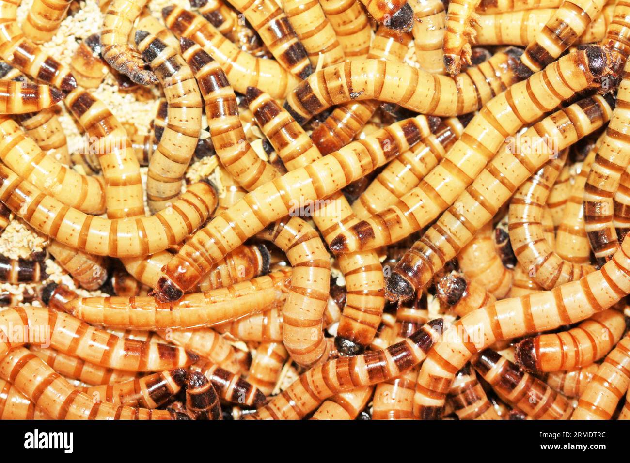 Many insects hi-res stock photography and images - Alamy